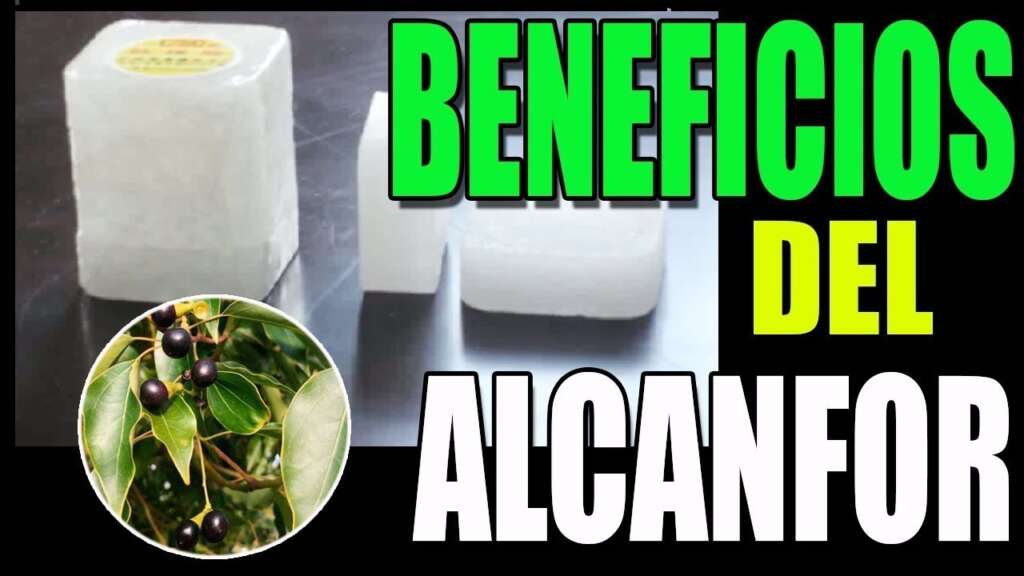 Los sorprendentes beneficios del alcanfor para tu salud - Saludable ...
