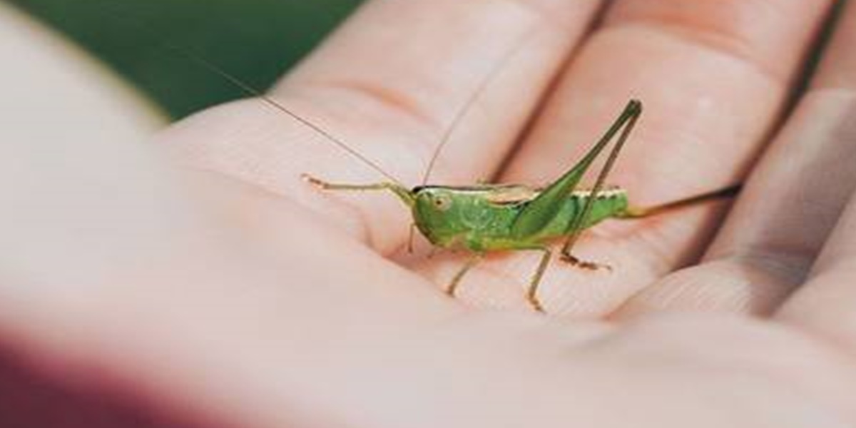 Que significa una esperanza verde en la casa o dentro ( insecto ...